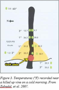 Hilling-Up to Prevent Winter Injury in Vineyards