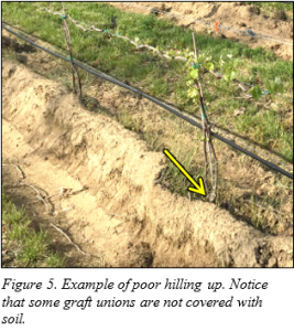 Hilling-Up to Prevent Winter Injury in Vineyards